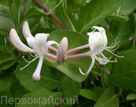 Садовые лианы