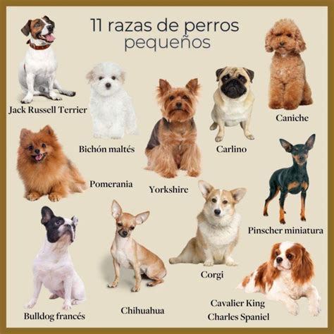 Las 20 Razas De Perros Ideales Para Niños Caninopedia