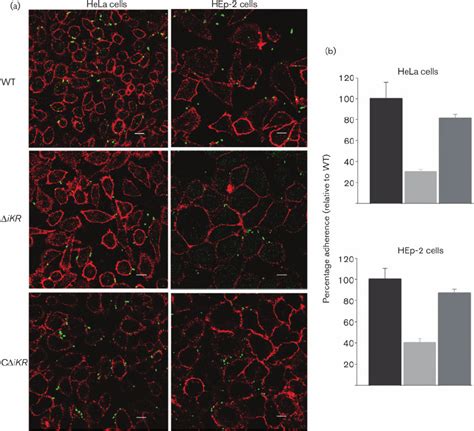 Adherence Of S Suis Strains To Hela And Hep 2 Cells A Adherence Of