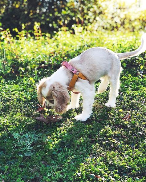 English Cocker Spaniel In Spring
