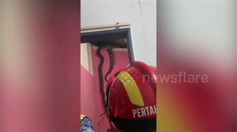 Must Watch Viral Clip Shows Giant Pythons Crashing Through Ceiling While Mating In Family Home