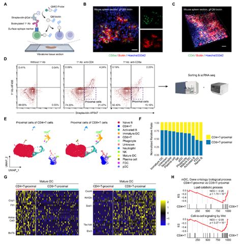 项目文章 陈兴团队开发细胞尺度的邻近标记技术 知乎