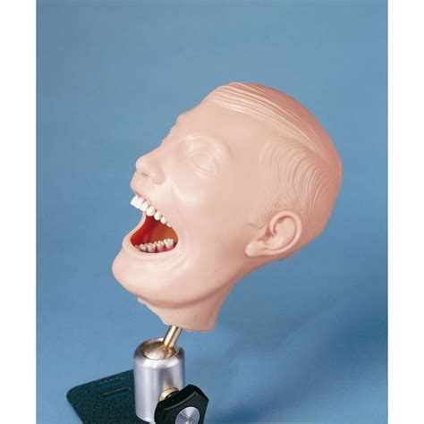 Dental Manikin Health And Care