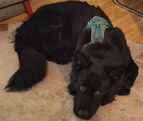 Mojo Now Album On Imgur