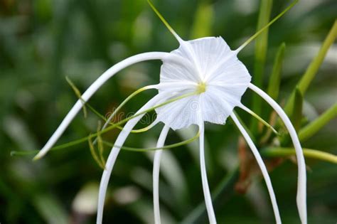 Flor Blanca Del Lirio De La Araña Imagen De Archivo Imagen De Cubo