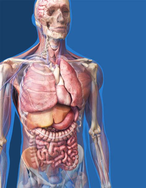 Difference Between Anatomy And Physiology Earth S Lab