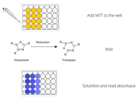 The Mtt Assay A Cell Viability Test Cellculture2