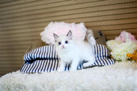 렉돌렉돌고양이 분양 고양이분양 도그마루 고양이펫샵 뱅갈 뱅갈고양이 애완고양이 아기고양이키우기 아기고양이