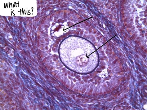Ppt Histology Of Female Reproductive System Powerpoint