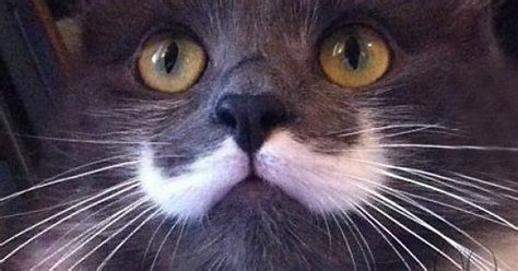 Mustache Kitty Its Awesome Imgur