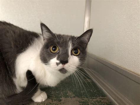 Ketsl Camp Kitty Flickr