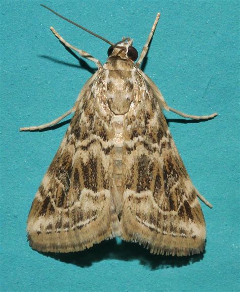 Cabbage Web Worm Moth Hellula Sp Aff Undalis Glaphyriinae Flickr