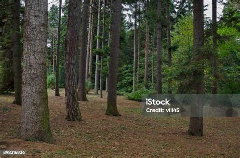 소피아 불가리아 유럽의 외곽에 전 시간 왕궁에서 조 경 공원의 국립 기념물에 있는 오래 된 나무와 아름 다운가 숲 0명에 대한 스톡 사진 및 기타 이미지 Istock