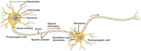 Helena Bahrami Ph D On Linkedin Brain Inspired Spatio Temporal Associative Memories For