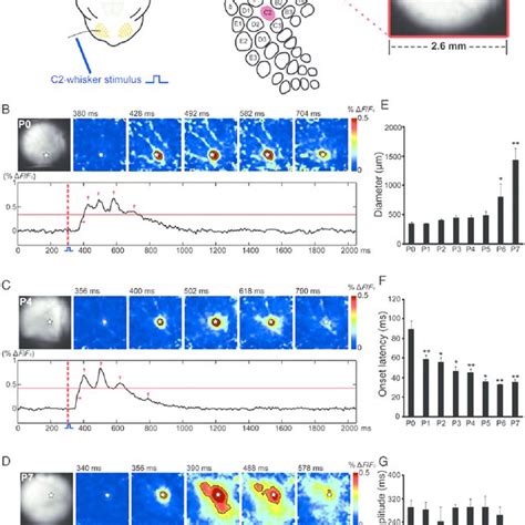 Whisker Stimulation Elicits A Local Response In The Newborn Rat Barrel Download Scientific