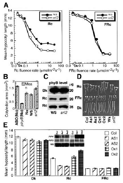 Phyb Is Required For The Hypersensitive Phenotype Of Srl2 A