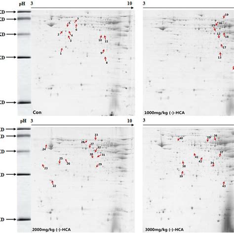 The Activities Of Mitochondria Specific Marker Enzymes A Cytochrome