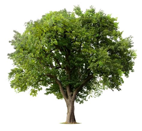 Kallima Paper Ideal For All Your Printing Needs