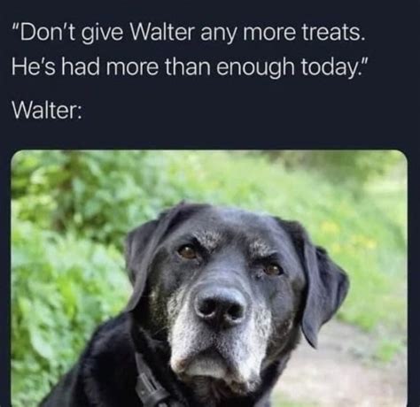 Mood Lifting Dog Memes For A Better Day — Funny Pictures