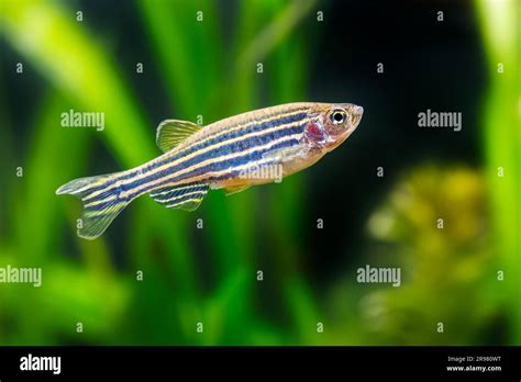 Coloured Zebra Danio At Abbey Takasuka Blog