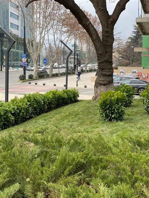 რულონური ბალახი ტყის მწვანე სახლი • Green House