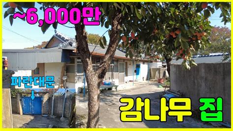 시골집 단독주택 감나무 시골집 생활권편리한 시골주택 정겨운 시골집 약6 000만원 소개드립니다 YouTube