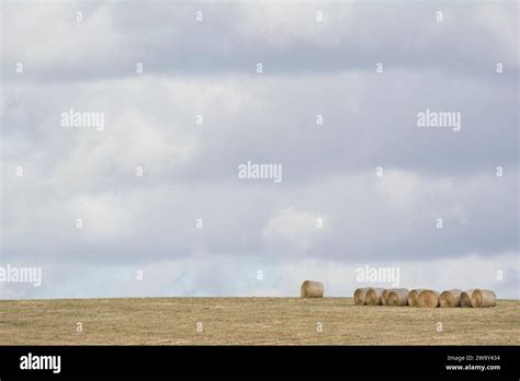 Random Rural Field Covered In Dry Brittle Summer Grass With A Single
