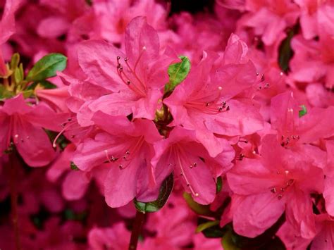 Unlocking Success A Complete Manual For Growing Azaleas In Pots