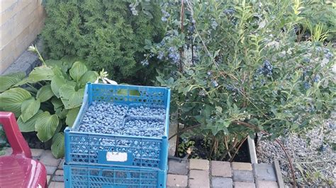 🔴Сколько можно собрать ягод голубики с одного куста 8️⃣ кг 🇺🇦 - YouTube