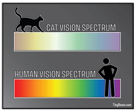 What Colors Can Cats See