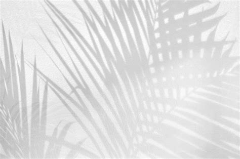 빛과 그림자 잎 그런지 흰색 벽 콘크리트 배경에 야자 잎 벽지 봄 여름 질감에 대한 실루엣 추상 열대 잎 자연 패턴 흑백 부드러운 이미지 배경 0명에 대한 스톡 사진 및