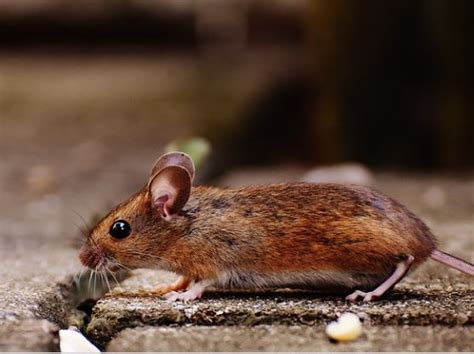 큰 쥐 꿈 해몽의 19가지 의미 나오는 만나는 보는 잡는 죽이는 많이 나오는 커다란 큰 쥐한테 물리는 공격 받는 꿈 지식 코리아