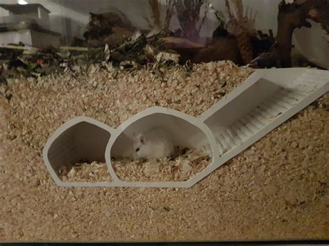 Roborovski Hamster Cages