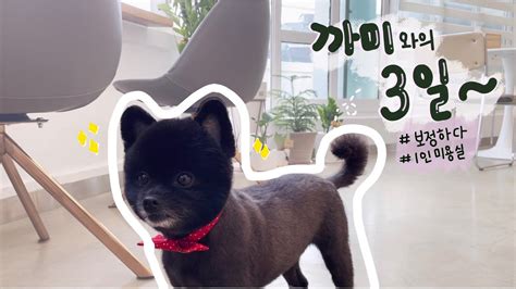 1인미용실vlog ~까미와의 3일~선반설치🔩~미용실일상💈 Youtube