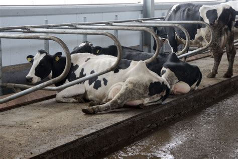 Стойла для коров купить в Минске цена