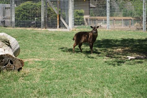 Chinese Goral Zoochat