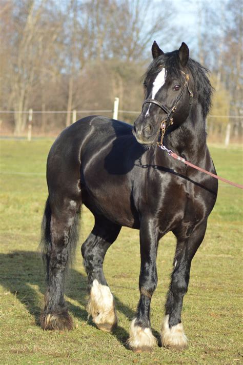 Trevallion Harry Potter Mischel Welsh Cobs