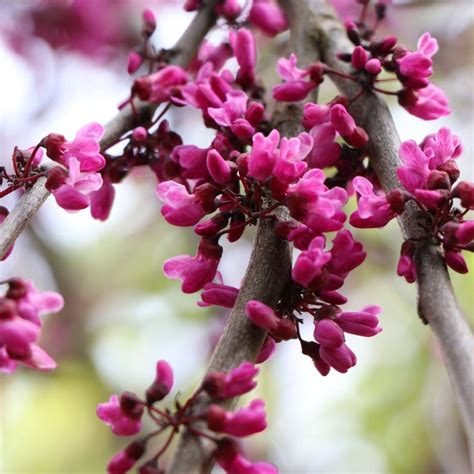 Cercis Canadensis Ruby Falls Majestic Trees