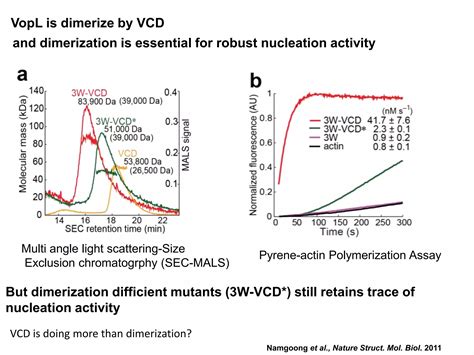 Structural Basis Of Actin Nucleation Pptx