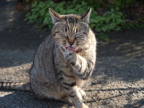 広島の猫 86 ふろ場のねこ ex