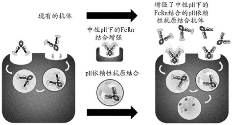 Methods Of Altering Plasma Retention And Immunogenicity Of Antigen Binding Molecules Eureka