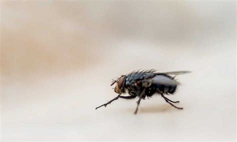 What Is Pyrethroid Insecticide