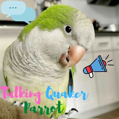 Talking Quaker Parrot Teach A Quaker Parrot To Talk