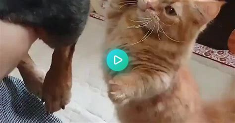 Cat Toy Album On Imgur