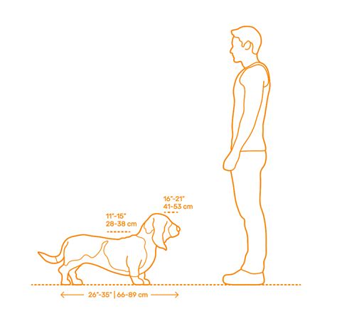 Basset Hound Puppy Weight Chart Ponasa