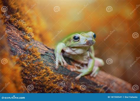 Dumpy Frog Tree On Branch In Tropical Garden Stock Image Image Of
