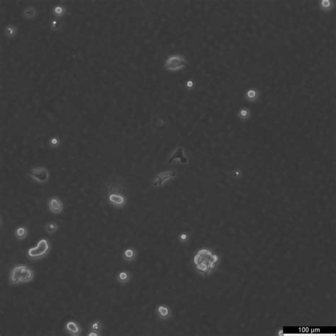 Hepa 1 6 Cells
