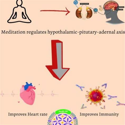 Correlation Of Hypothalamic Pituitary Adrenal Axis With Meditation Download Scientific Diagram