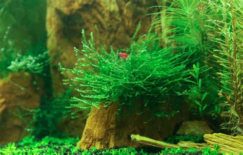 Java Moss Taxiphyllum Barbieri Care Sheet Aquariadise