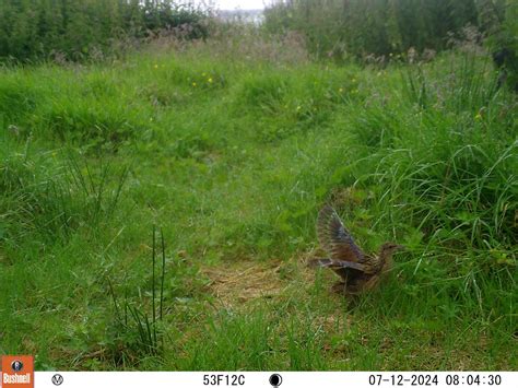 Juvenile Corncrake Photo Credit Robert Montgomery Visit Waternish